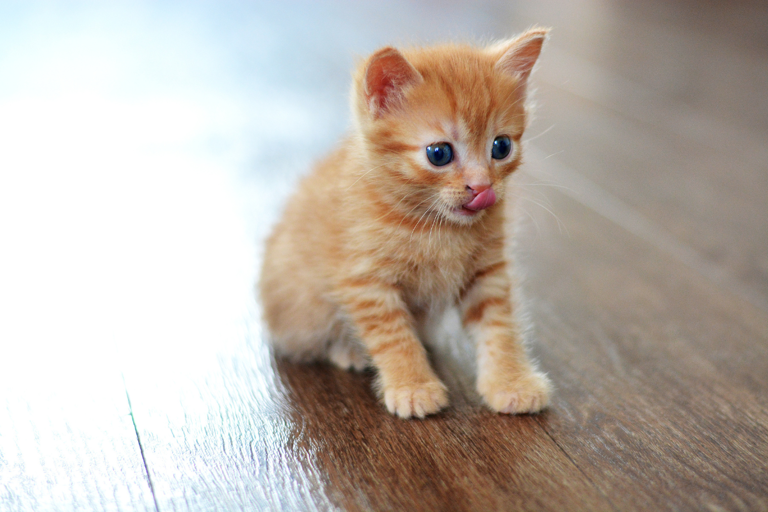 Sweet Orange Kitten With Big Opinions Proves Mealtime Is Serious