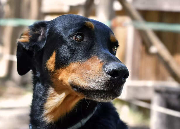 Do Dogs Sense When Something Good or Bad Is About to Happen