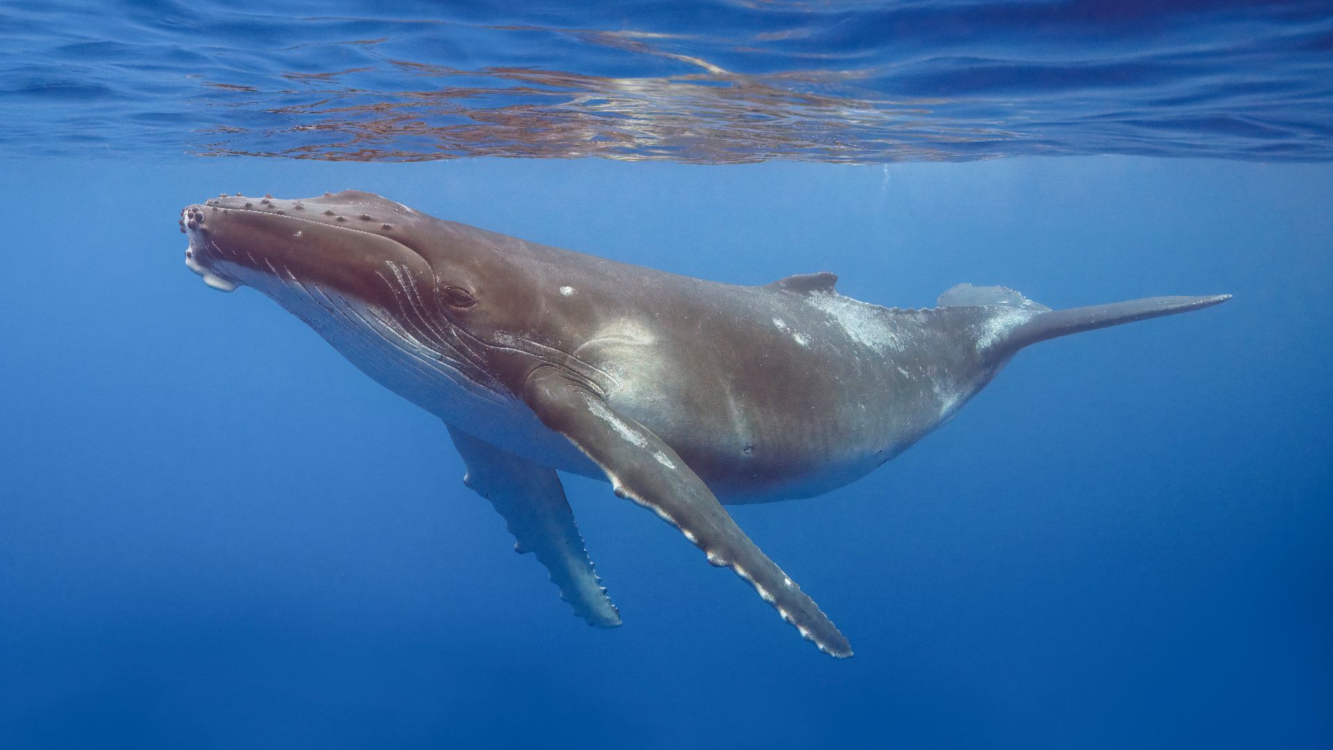 20 Ocean Mysteries We Still Haven’t Solved