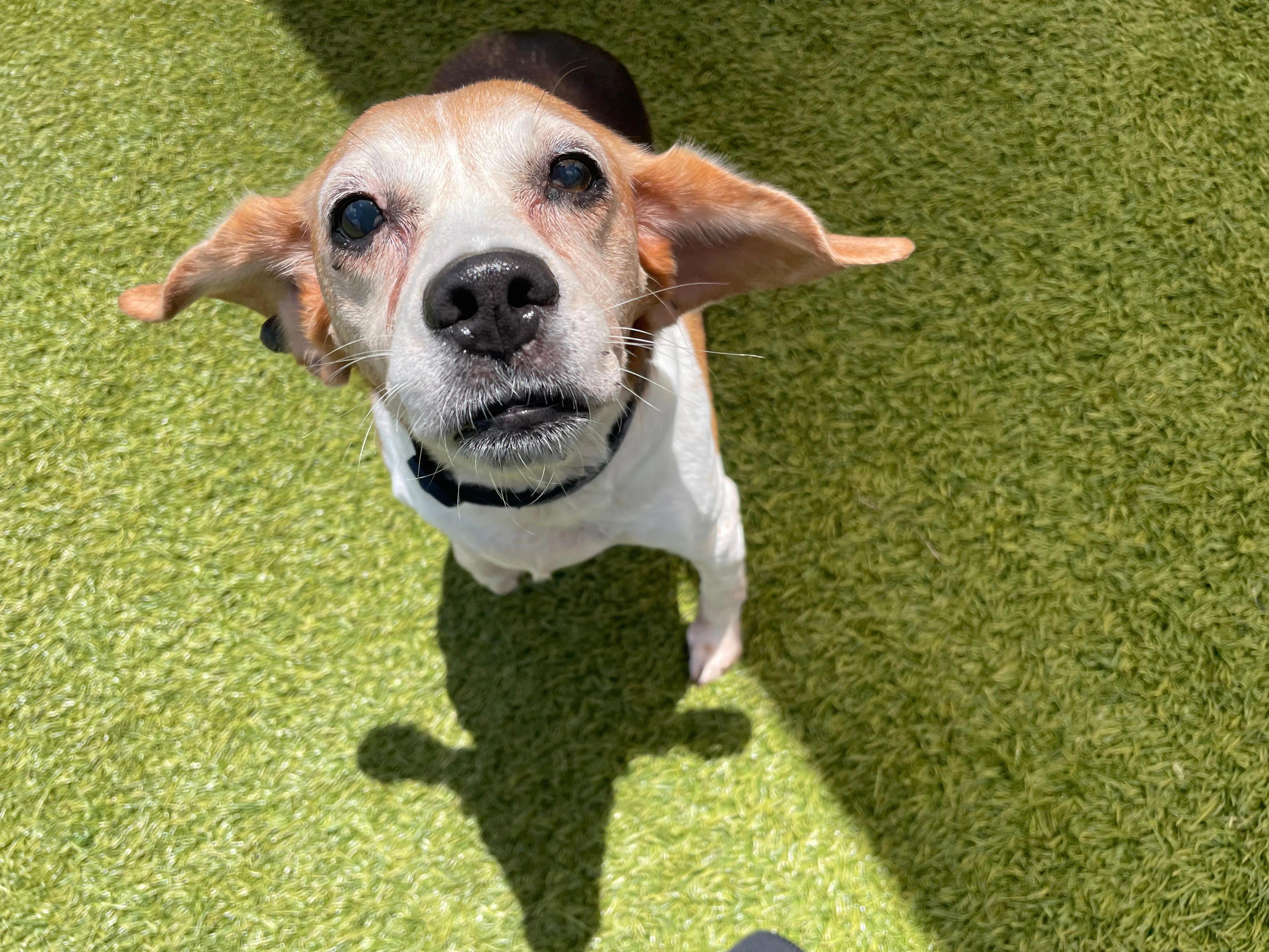 Deported family's friend surrenders beloved dog at Humane Society of St ...