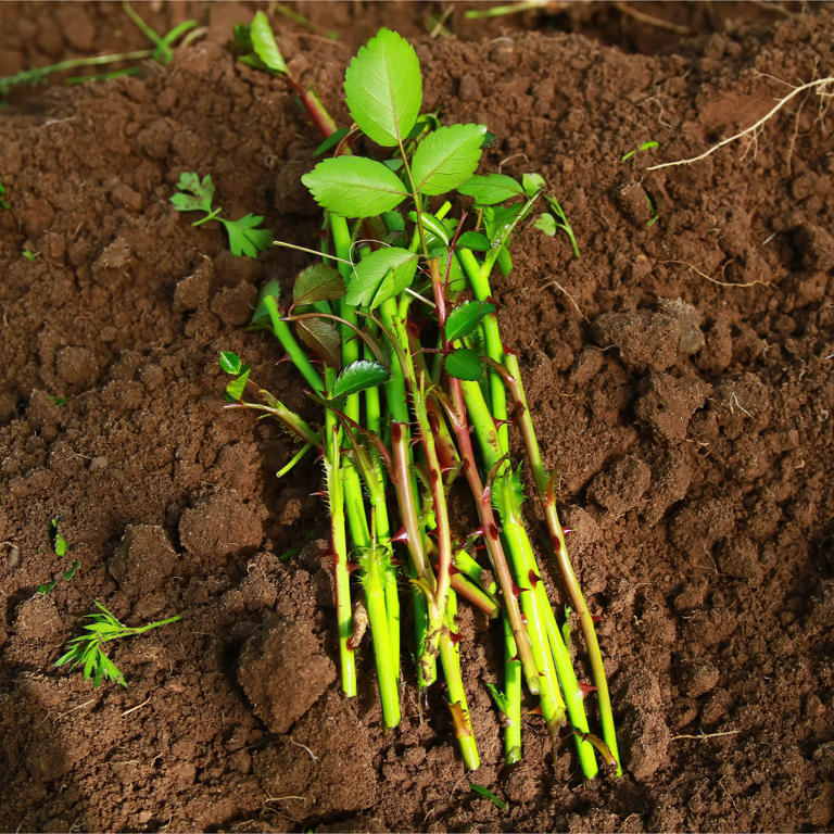 Cinnamon powder could be the key to your cuttings' success – here's why ...