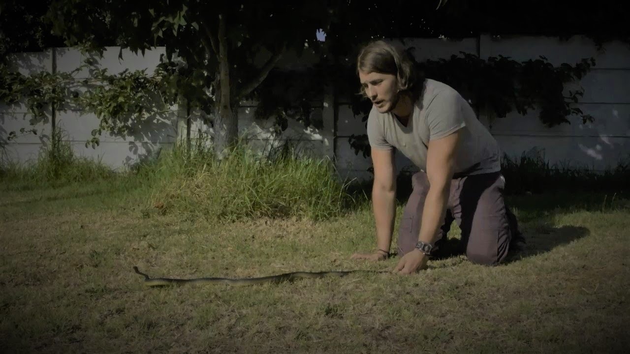 Removing Africa’s Deadliest Tree Snake from a Garden Granadilla Bush