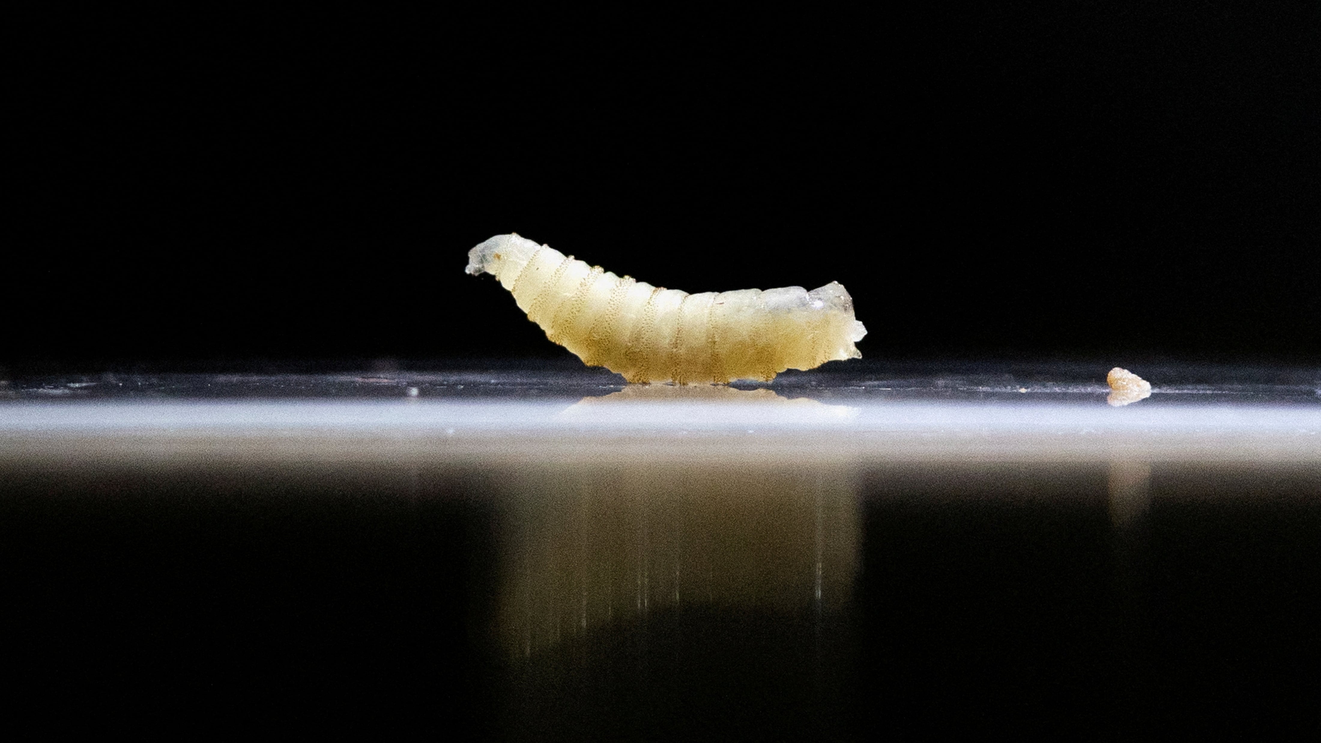 Maggot menace creates new headache for Trump