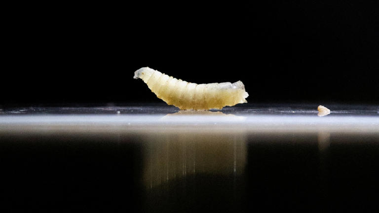 Maggot menace creates new headache for Trump