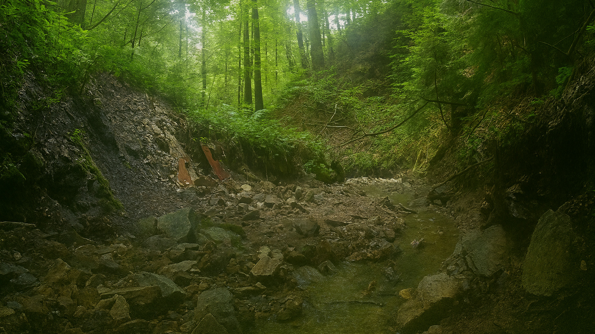 Clash of predators – An unexpected shot from a camera trap