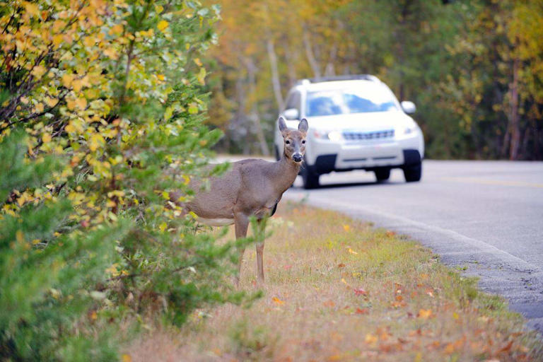 Rules of the Road: How should you react to animals in or near the roadway?