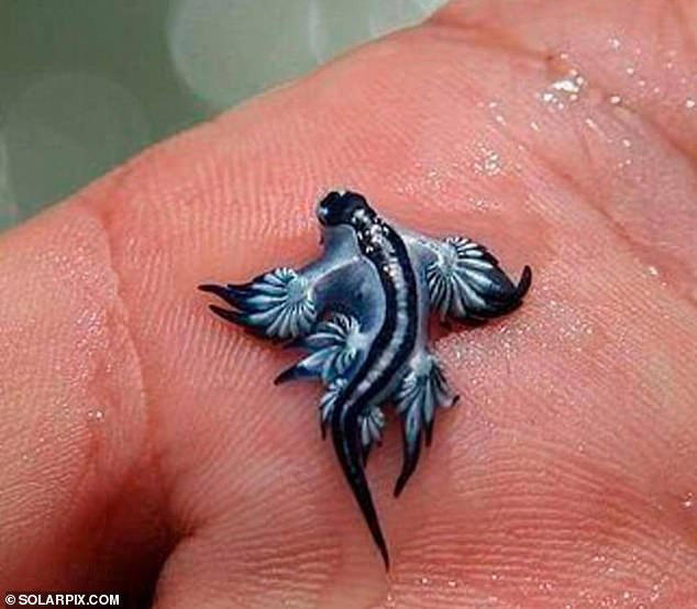 Another Spanish beach closed as invasion of potentially deadly sea ...