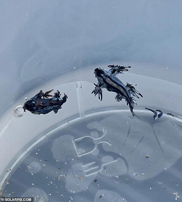 Another Spanish beach closed as invasion of potentially deadly sea ...