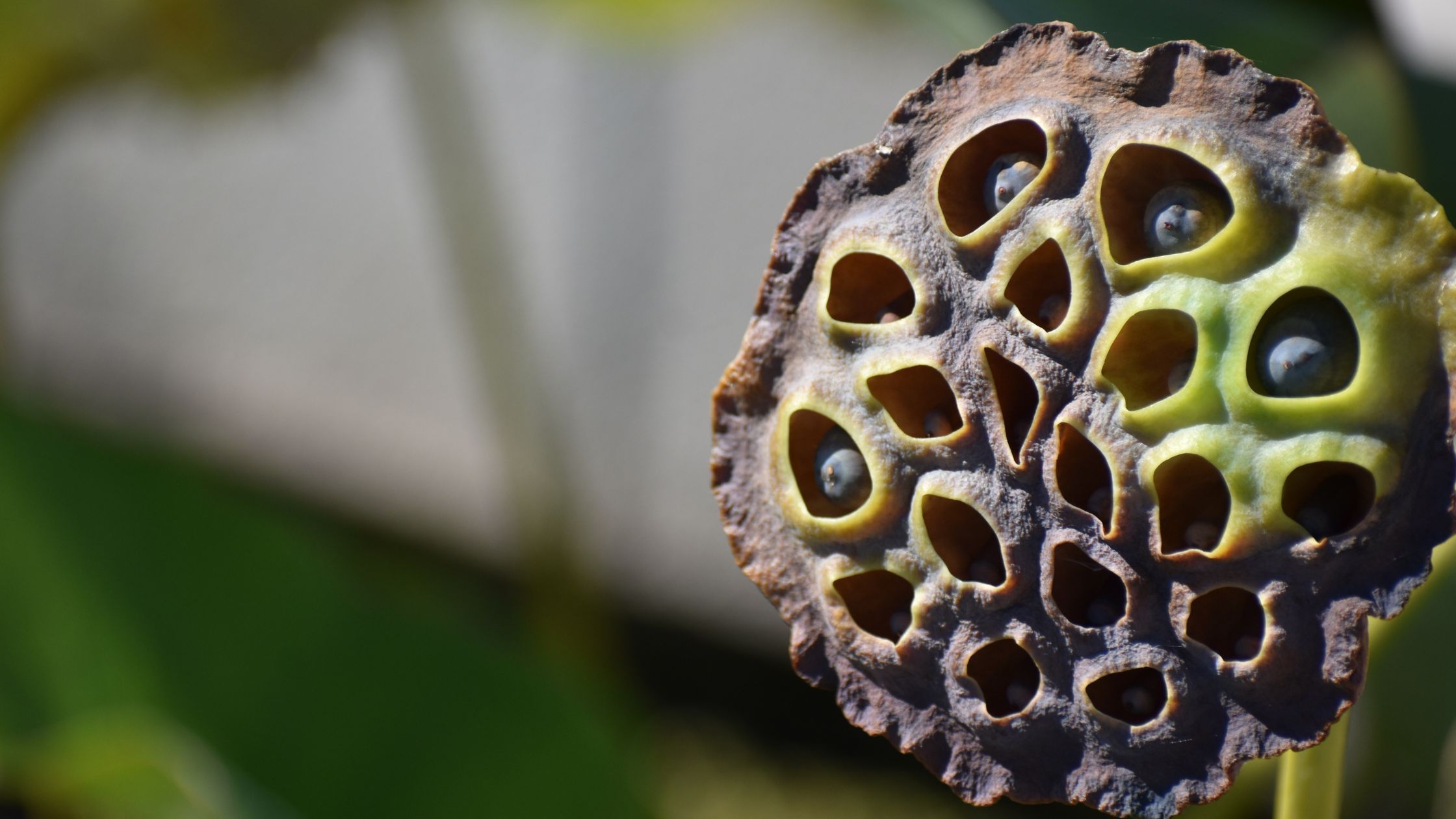 11 Everyday Phobias That Deserve To Be Taken Seriously
