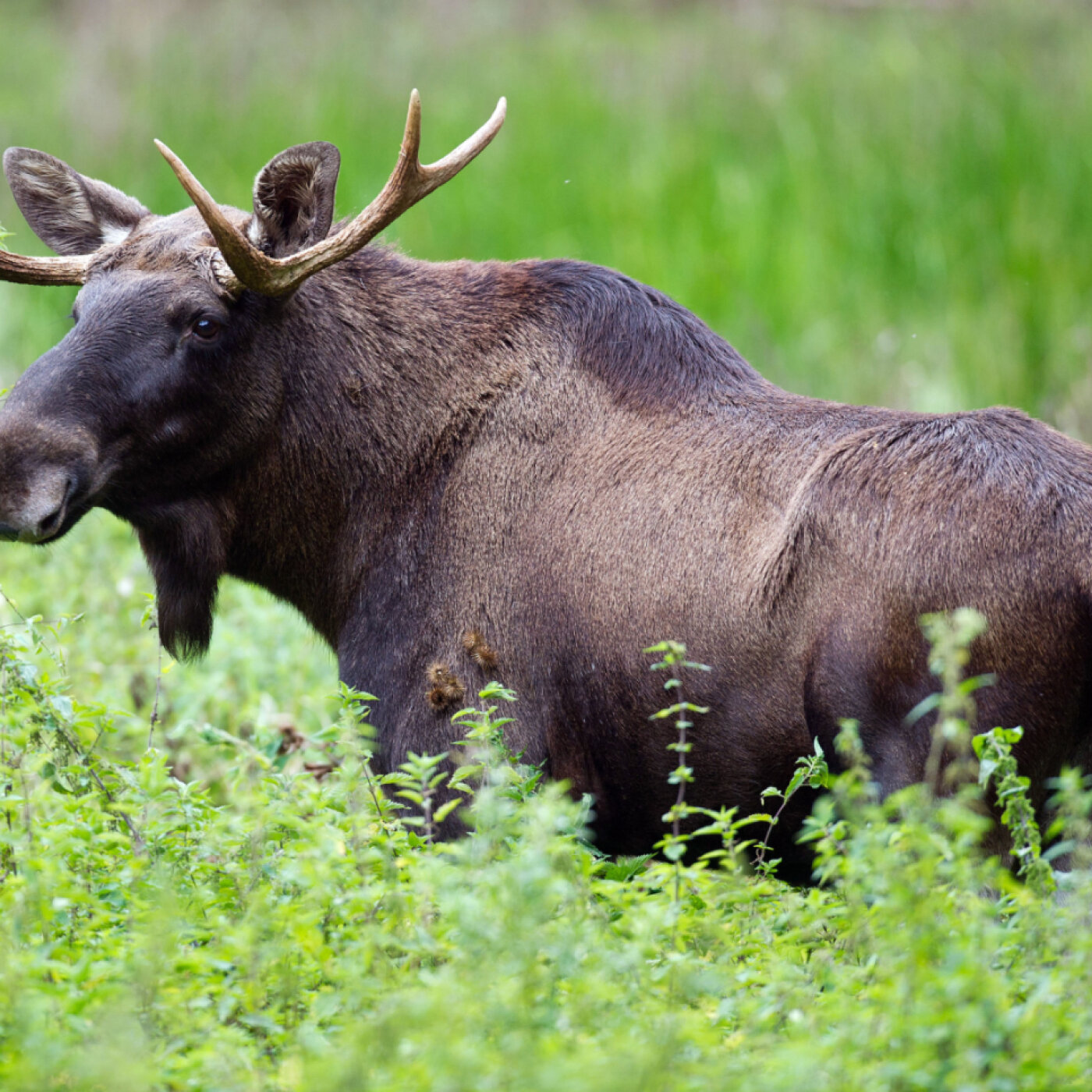 Elch "Emil" offenbar weiterhin in Niederösterreich