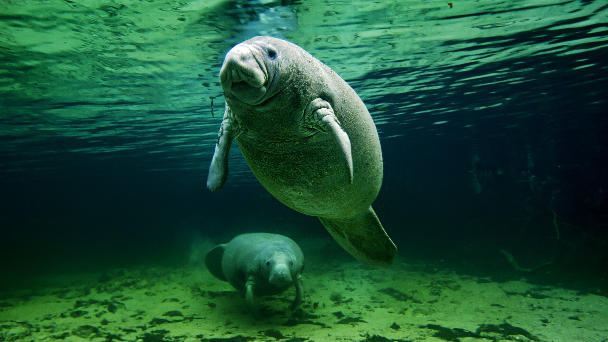 How Close Are Manatees to Extinction?