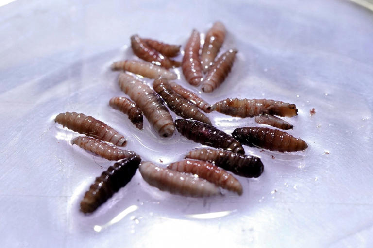 USDA lab in Ames tests Texas livestock sample for suspected screwworms