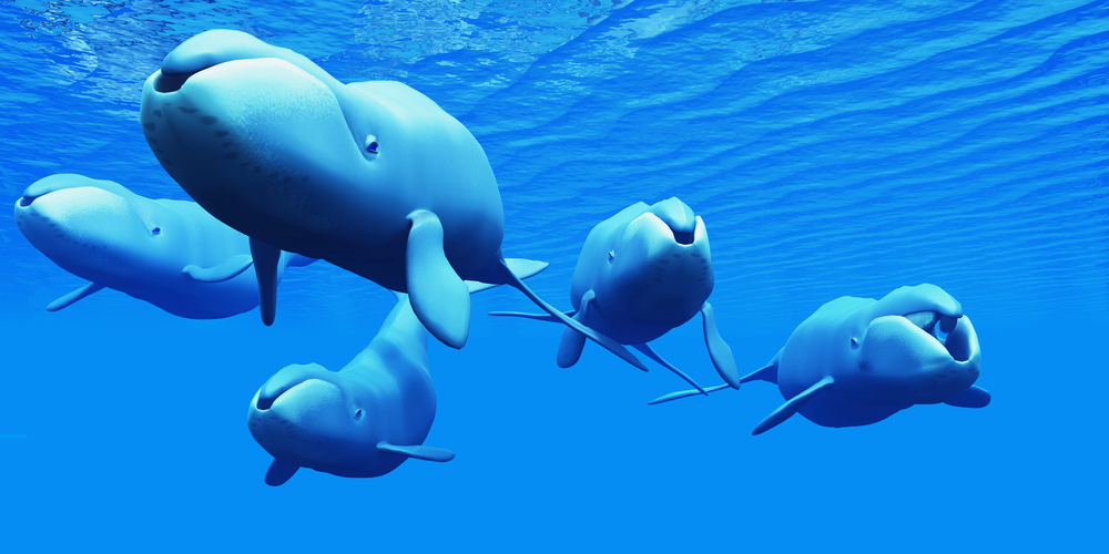 16 Animals That Can Live Unusually Long