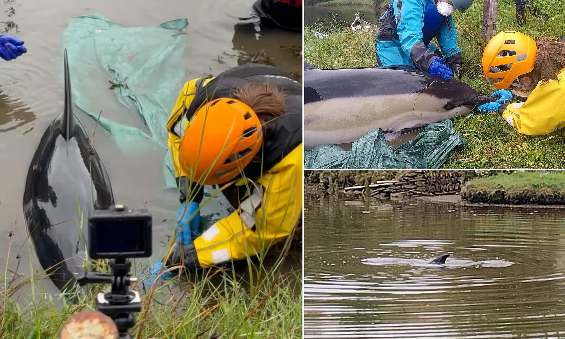 Dolphin dies and another is rescued by medics in British river after ...