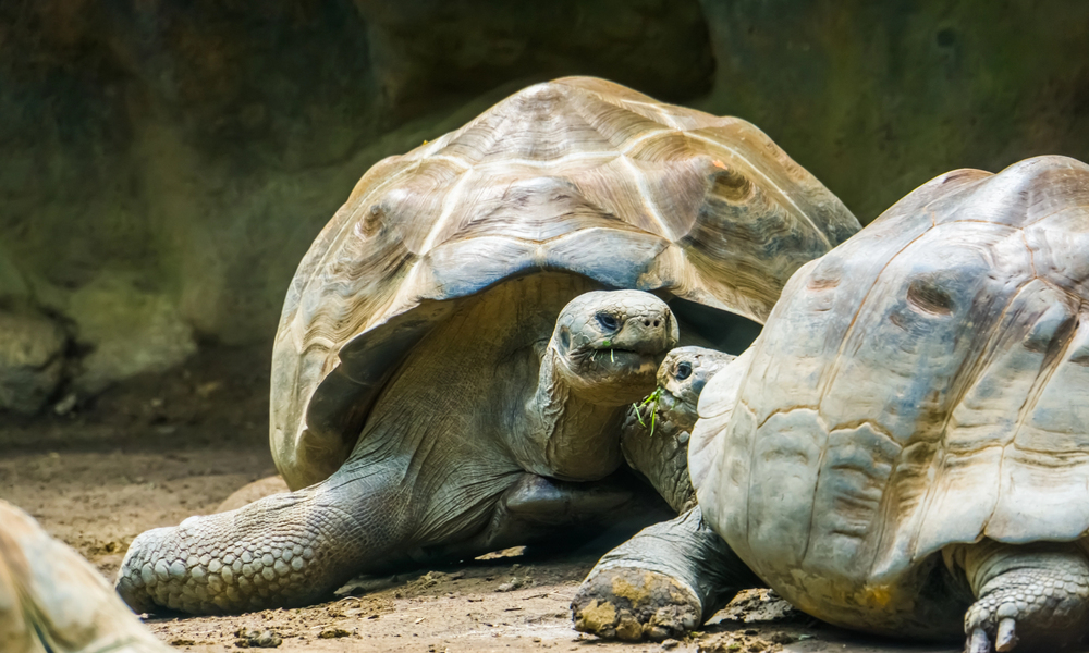 16 Animals That Can Live Unusually Long