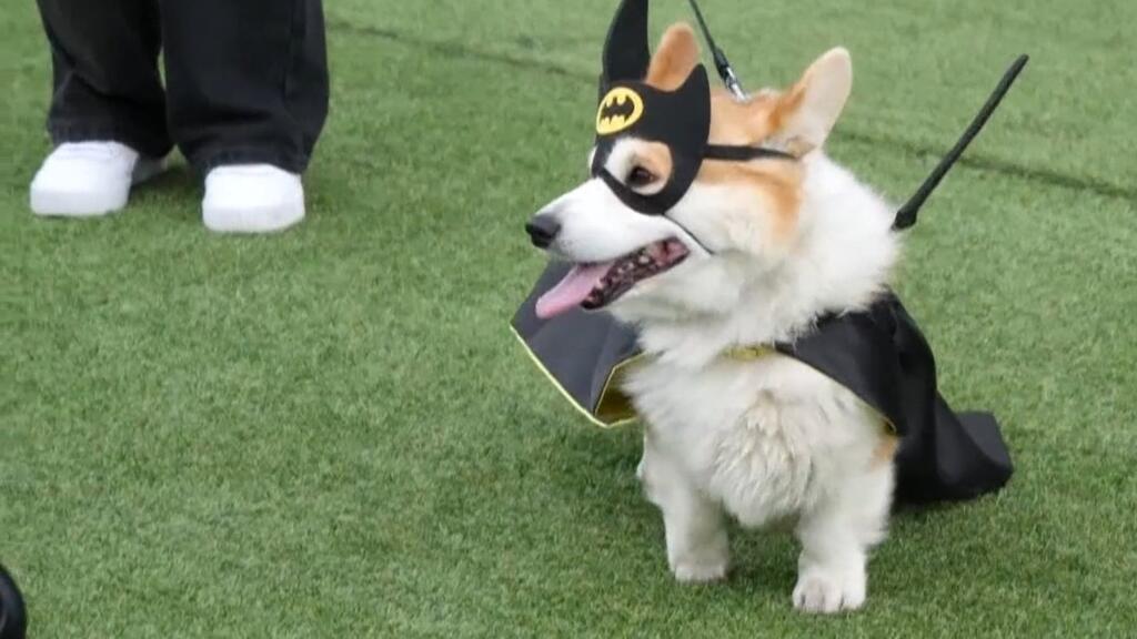 More than 100 teams compete in Lithuania's international Corgi race