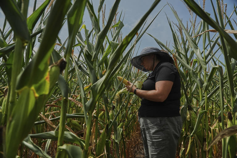 To get that perfect ear of corn, weather has to cooperate. But climate ...
