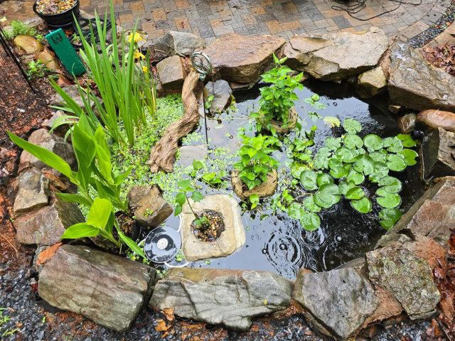 Homeowner captures adorable images of creatures enjoying backyard pond ...