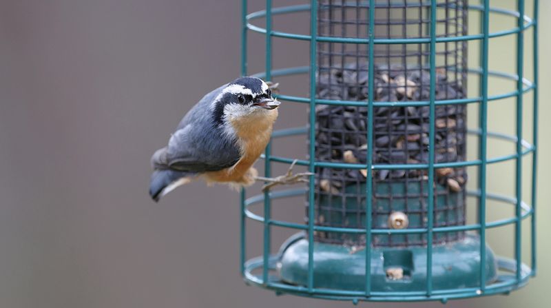 The Top 10 Cutest Birds In Canada