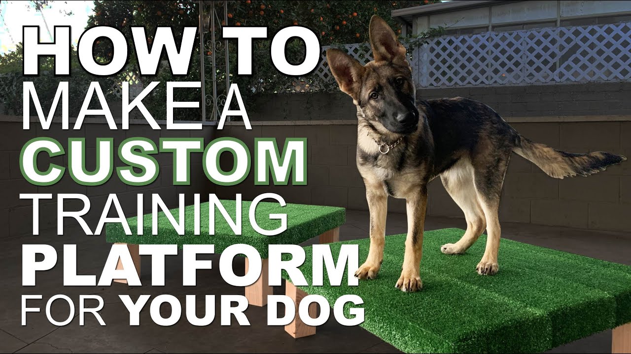 The Training Tool Every Dog Owner Should Build