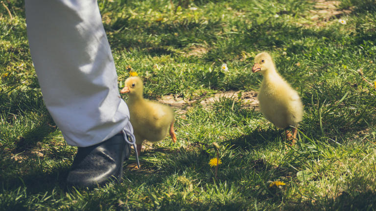 The Reason Baby Ducks Follow Mother Cats (And Other Animals) Is So ...
