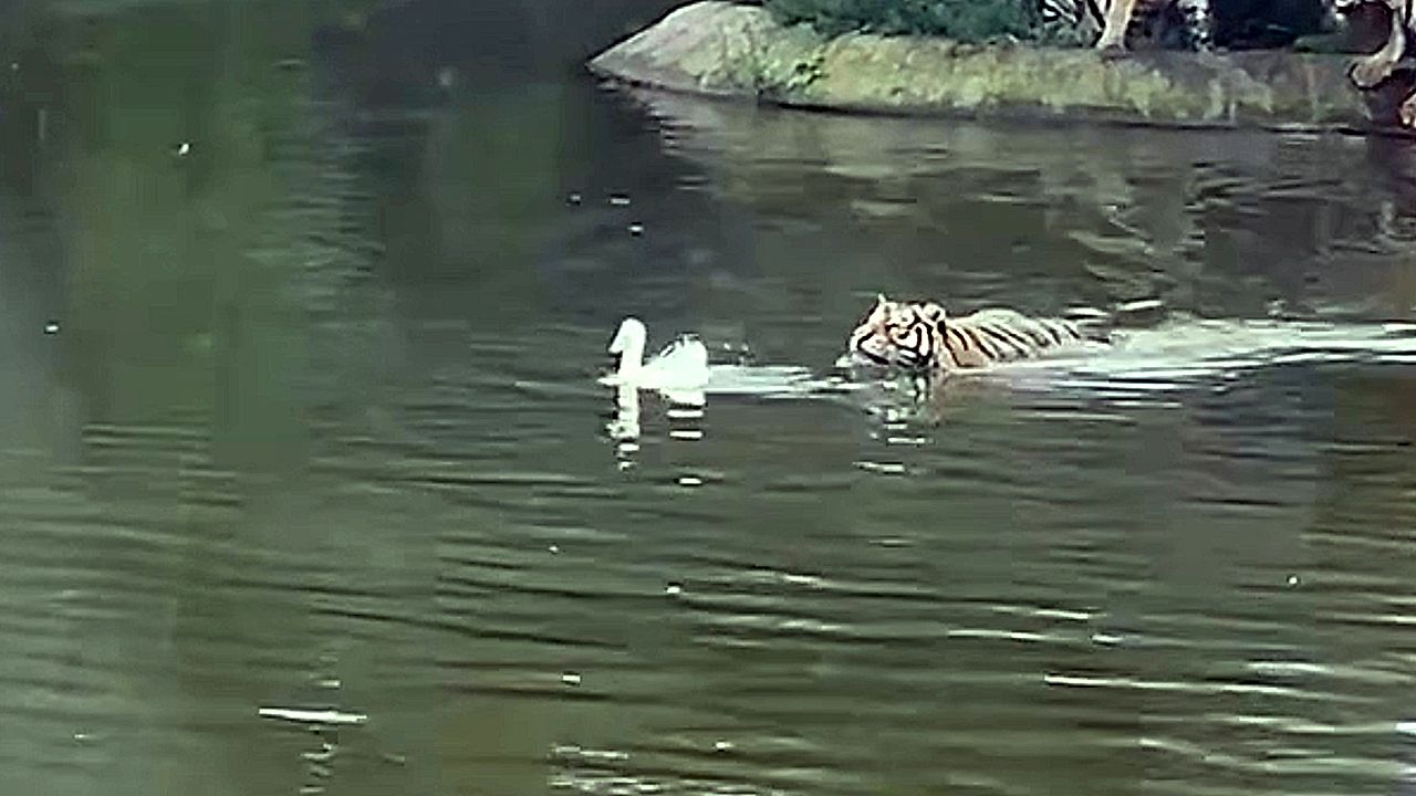 Sneaky swimming tiger tries to snack on duck