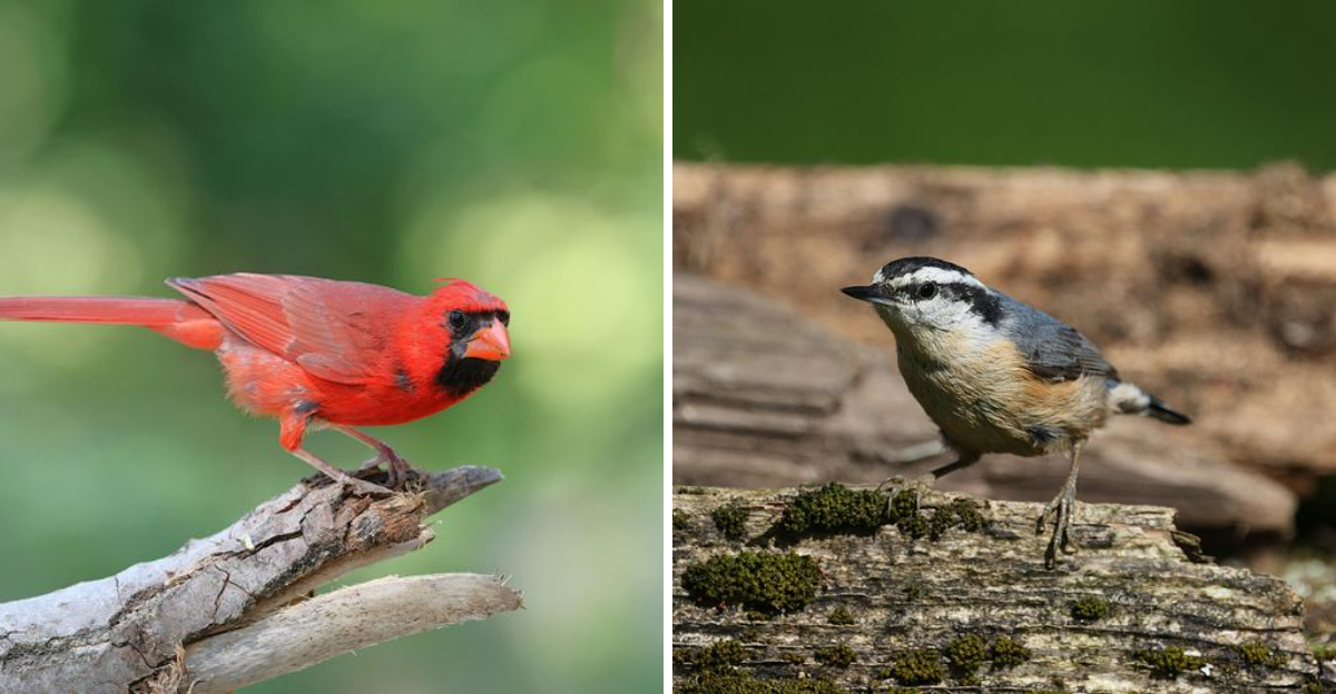 The Top 10 Cutest Birds In Canada