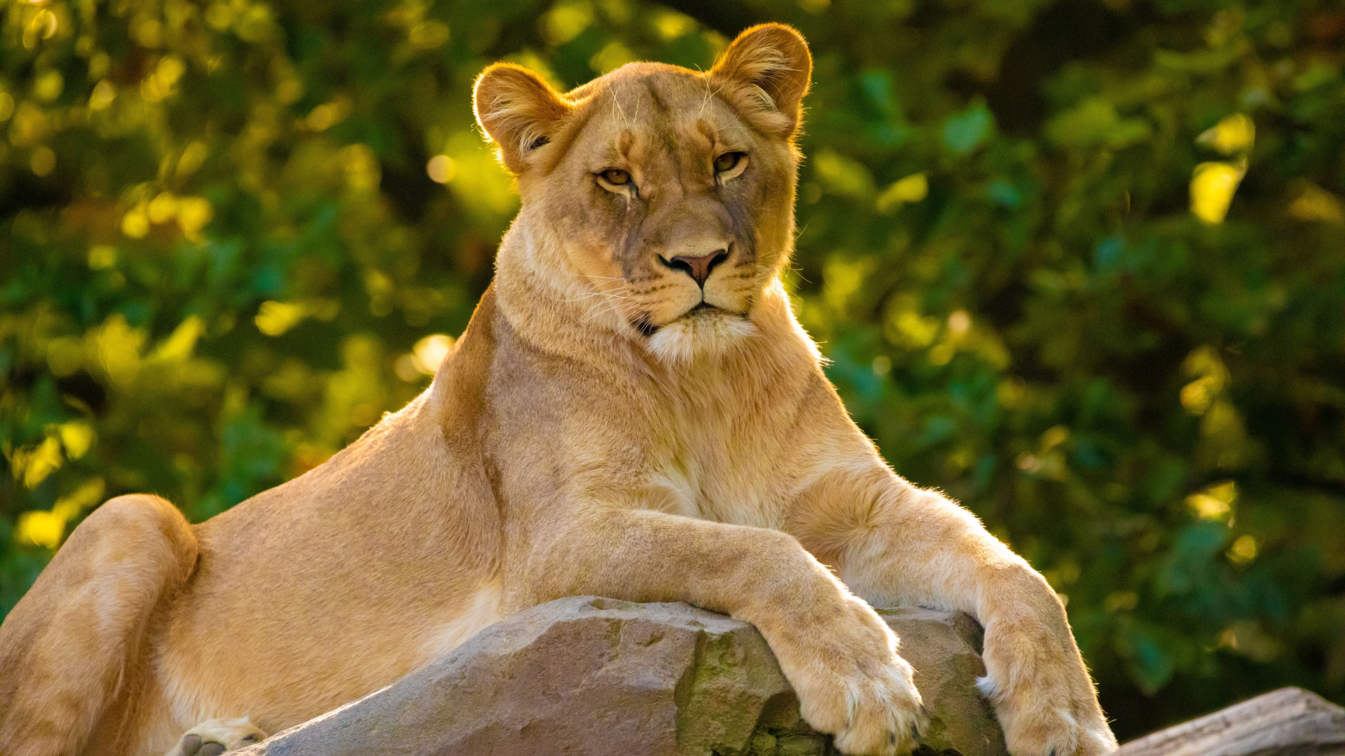 9 Female-Led Animal Species