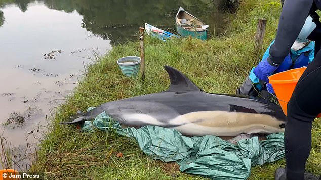Dolphin dies and another is rescued by medics in British river after ...