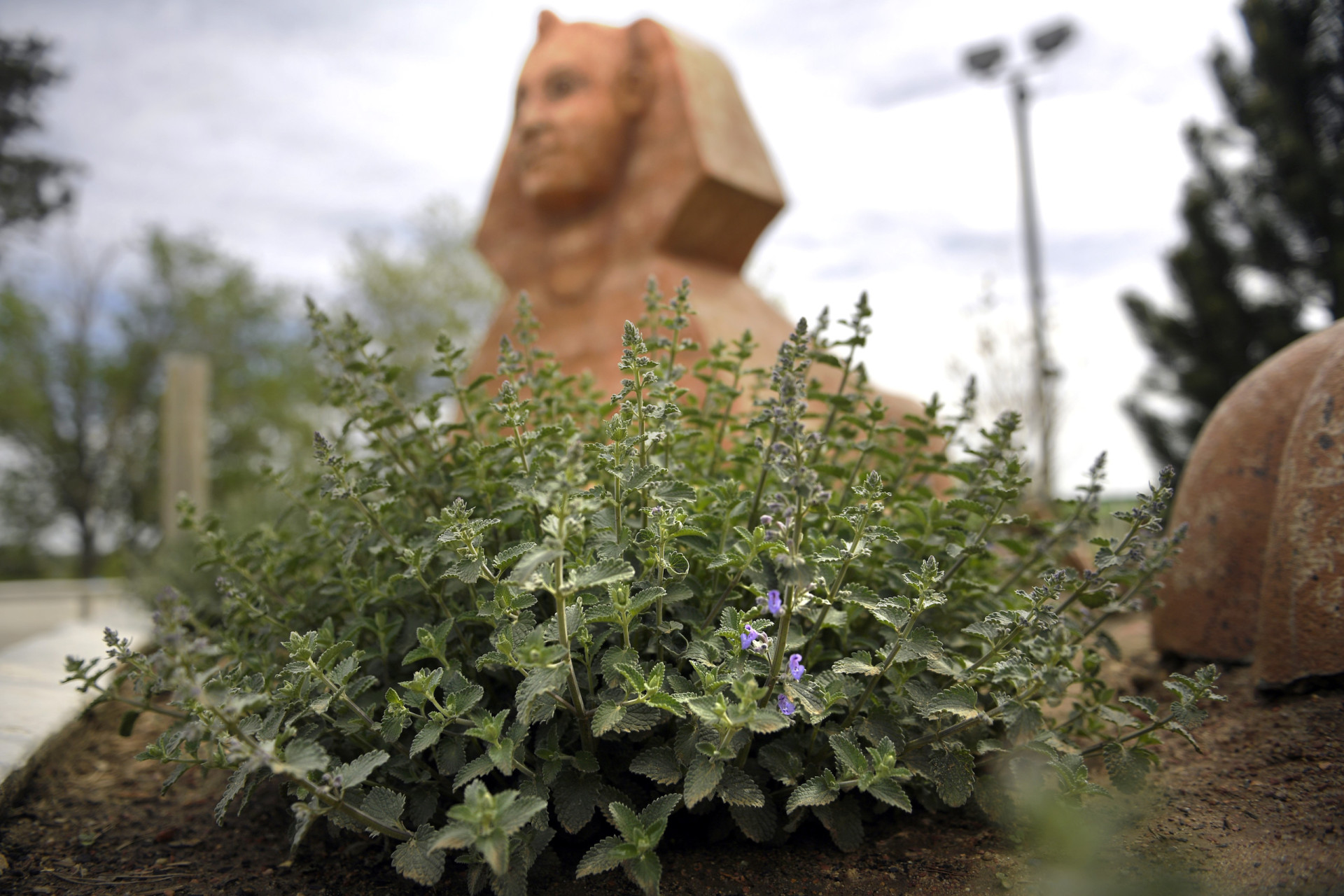 Catnip explained: what it does to your cat’s brain