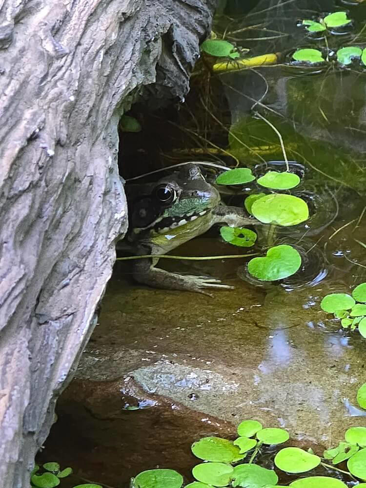 Homeowner captures adorable images of creatures enjoying backyard pond ...