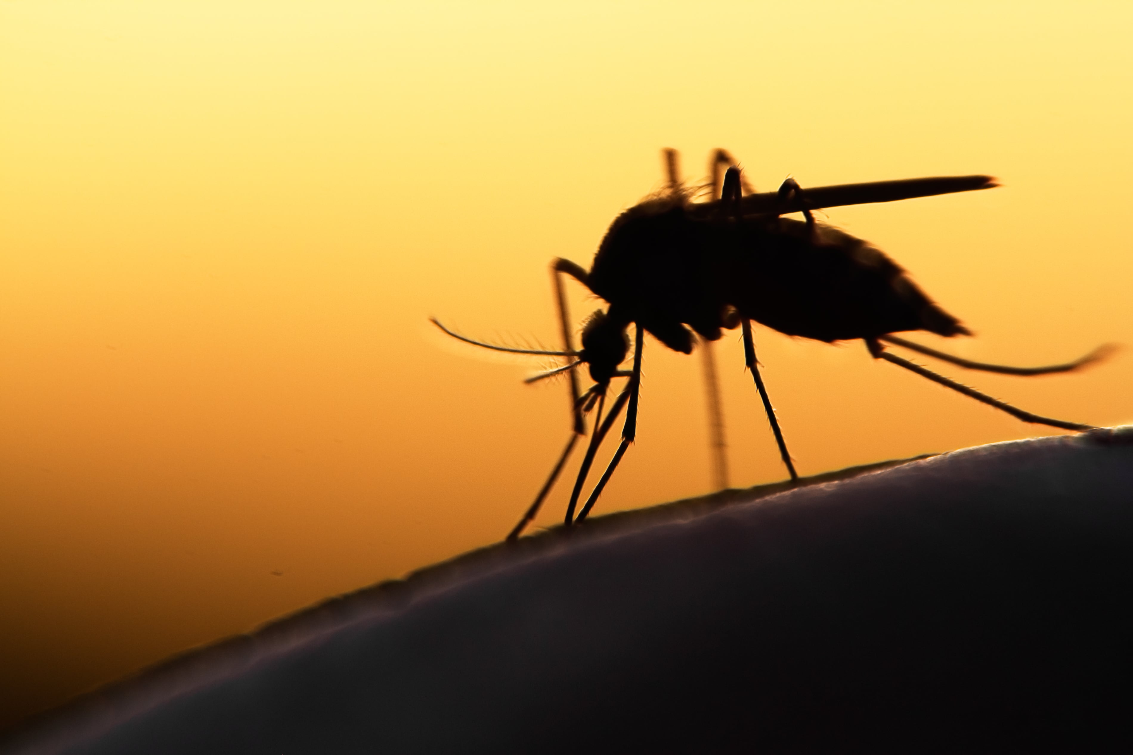 More mosquitoes test positive for West Nile virus, 9 Pittsburgh ...