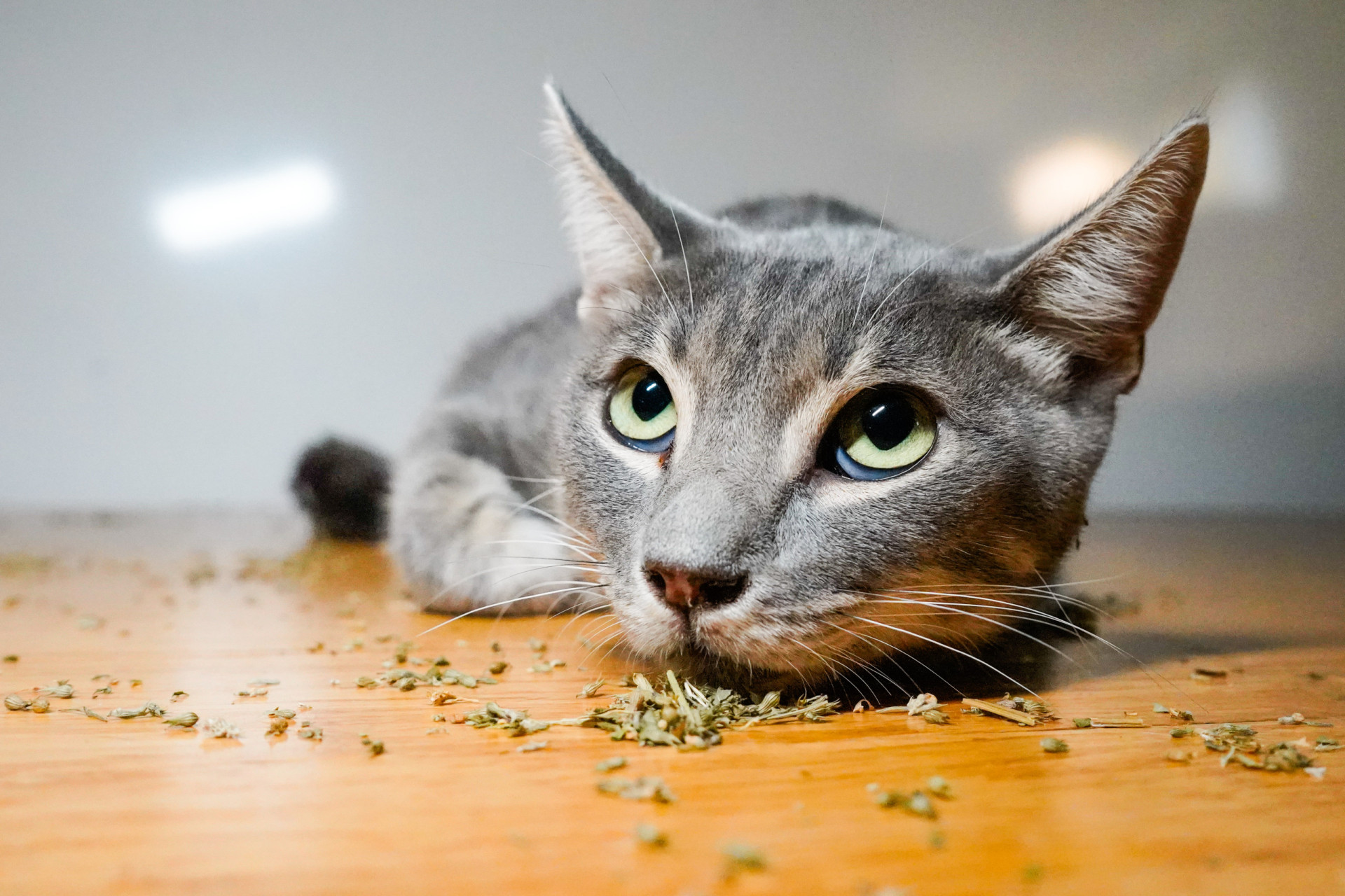 Catnip explained: what it does to your cat’s brain