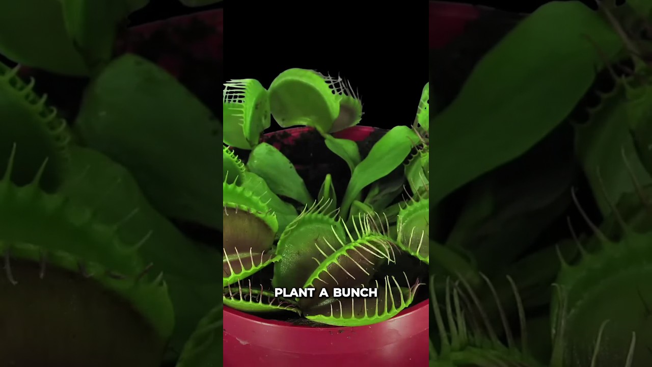 Could a Giant Venus Flytrap Really Eat a Human?