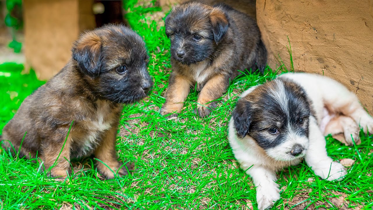 Adorable Rescue Dogs Find Shelter in a Handmade House