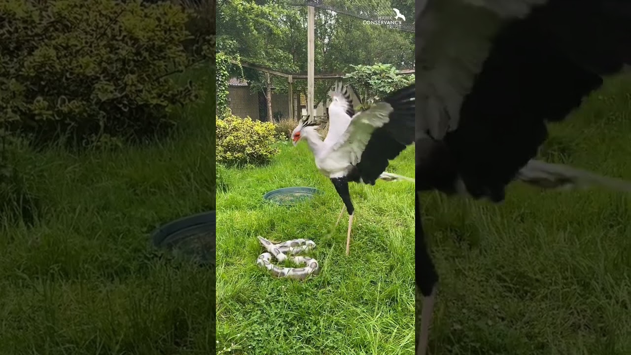Watch Out! Secretary Bird Shows Its Swift Strike