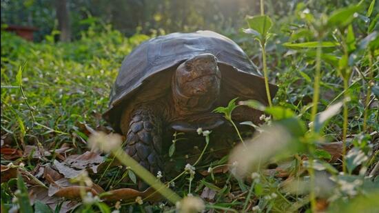 Manipur Zoo initiates 1st successful Asian Giant Tortoise conservation ...