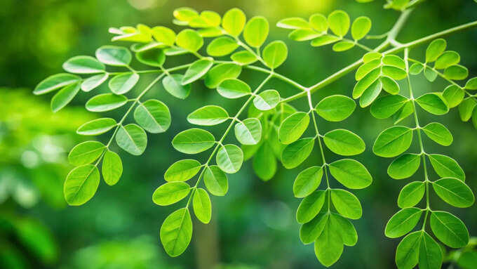 India’s Ancient Superfoods Make a Comeback: Bajra, Amaranth, and ...