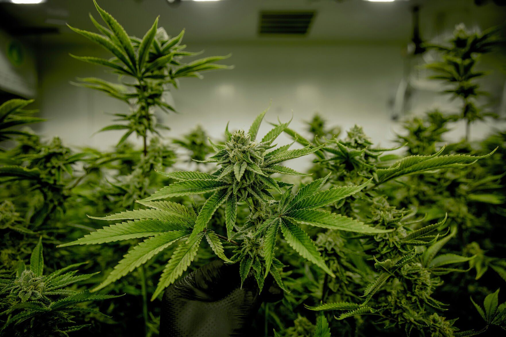Joint commission hears roadmaps for Virginia's retail cannabis rollout