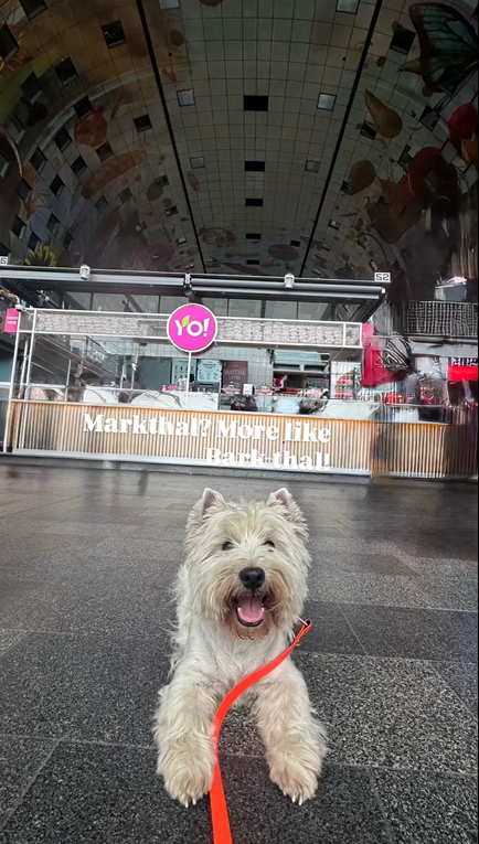 Exploring Rotterdam’s Hidden Corners — A Dog’s Sniff Adventure