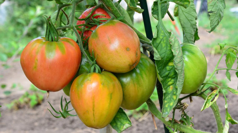 How Do Heirloom Tomatoes Get Their Unique Shape?