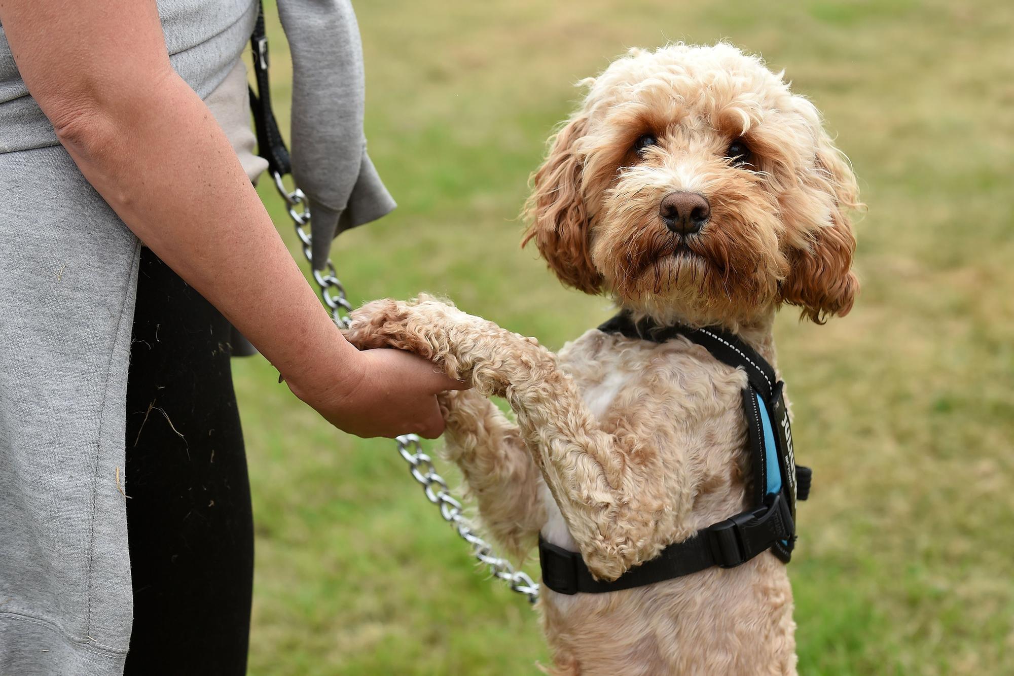 35 pictures of Pups in the Park event in Grangemouth's Inchyra Park