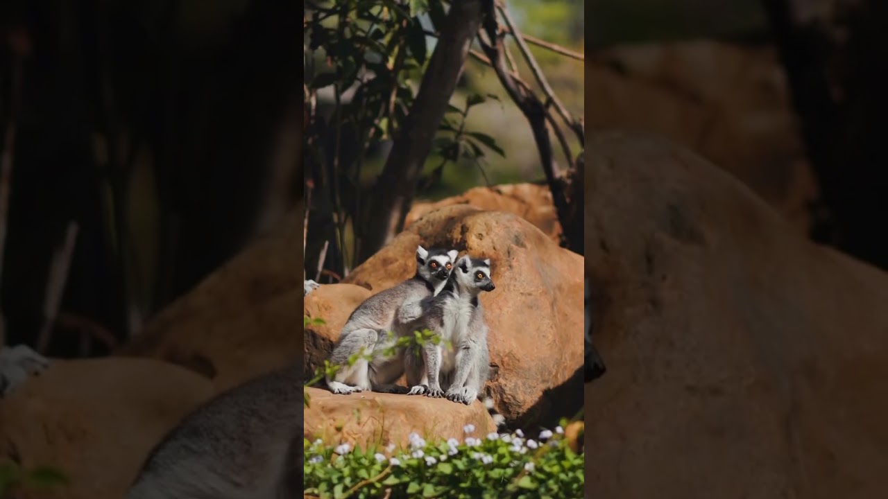 Lemur siblings climb and play through the trees