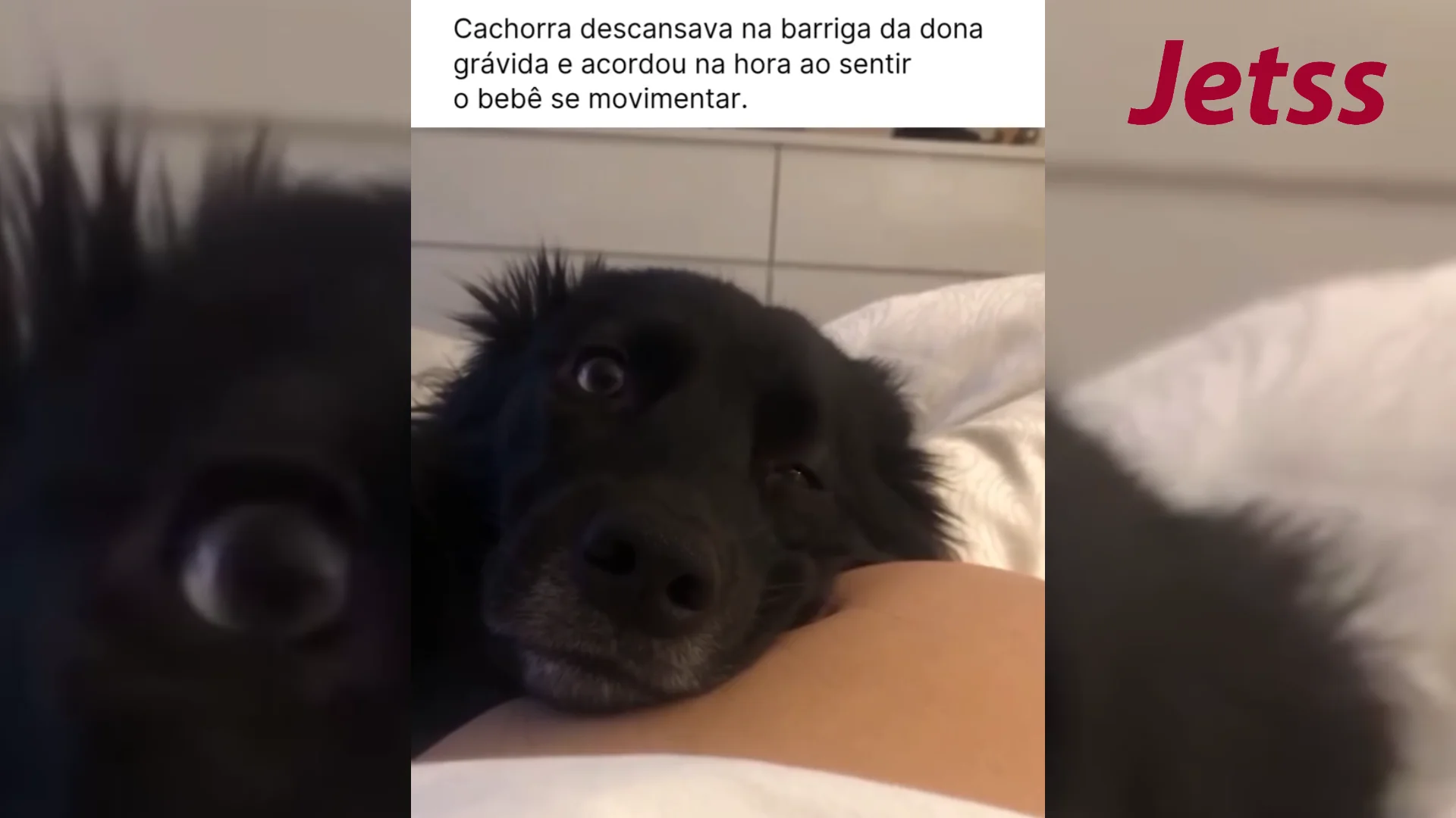 Cadela sente primeiro chute de bebê na barriga da dona grávida e reação ...