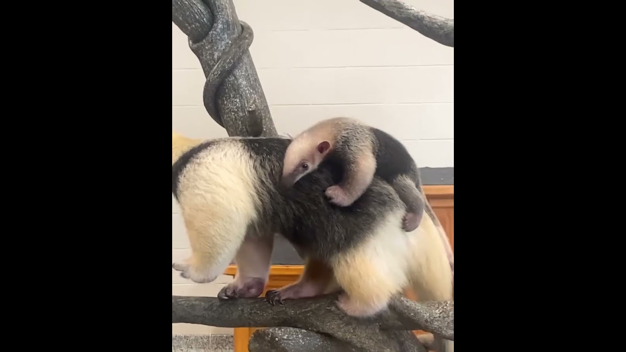 Watch a precious baby anteater ride on mom's back
