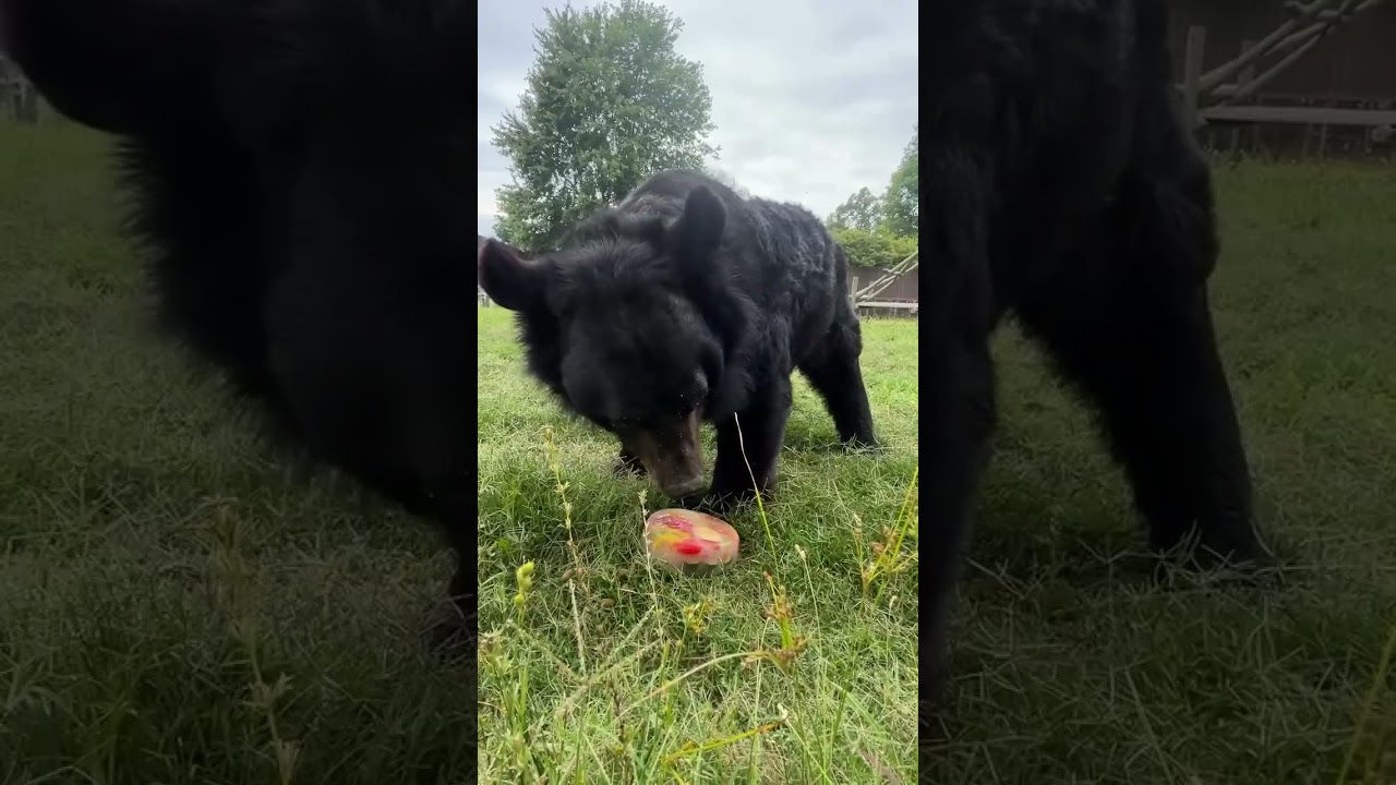 Bears cool off with icy frozen fruit treats