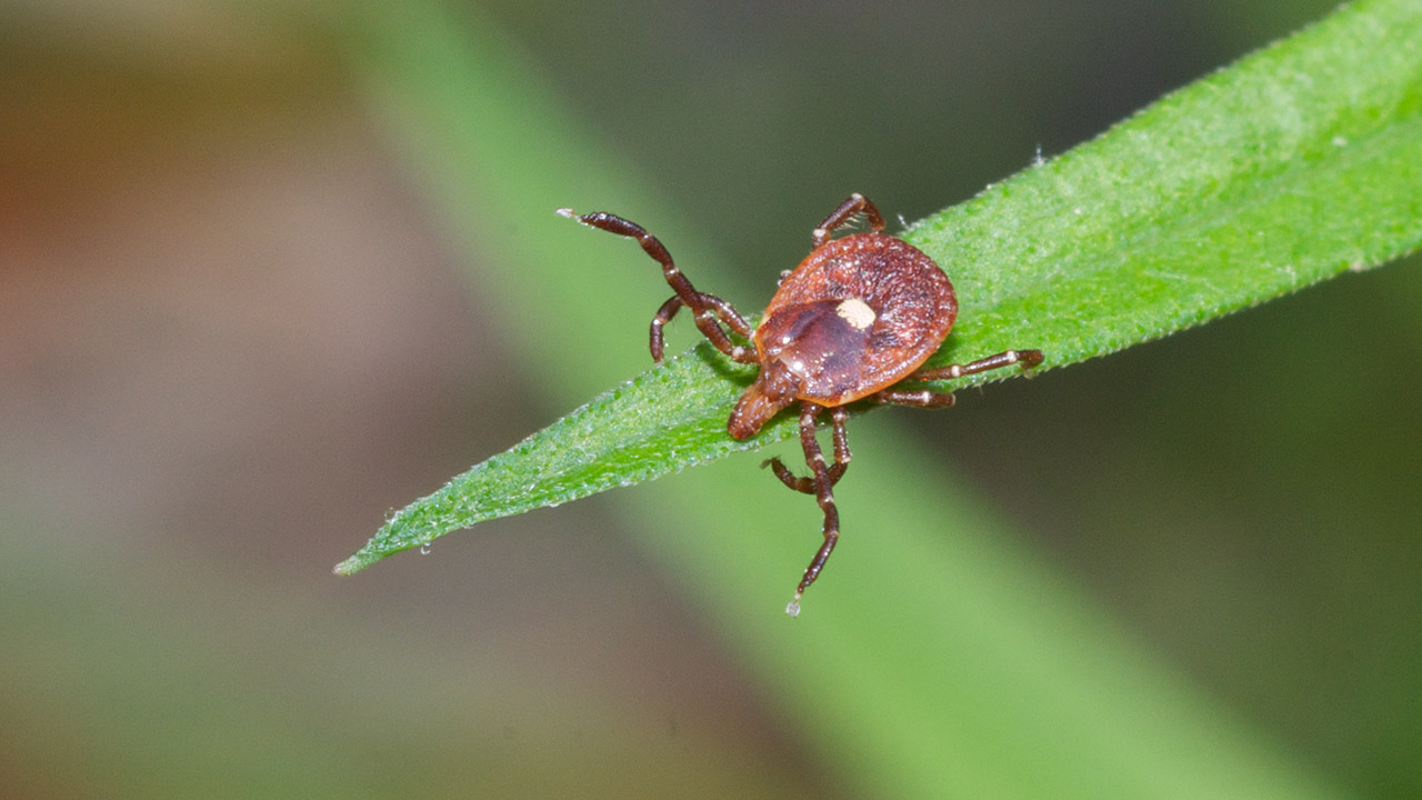 Lone Star Ticks: Why They're More Dangerous Than Other Tick Species
