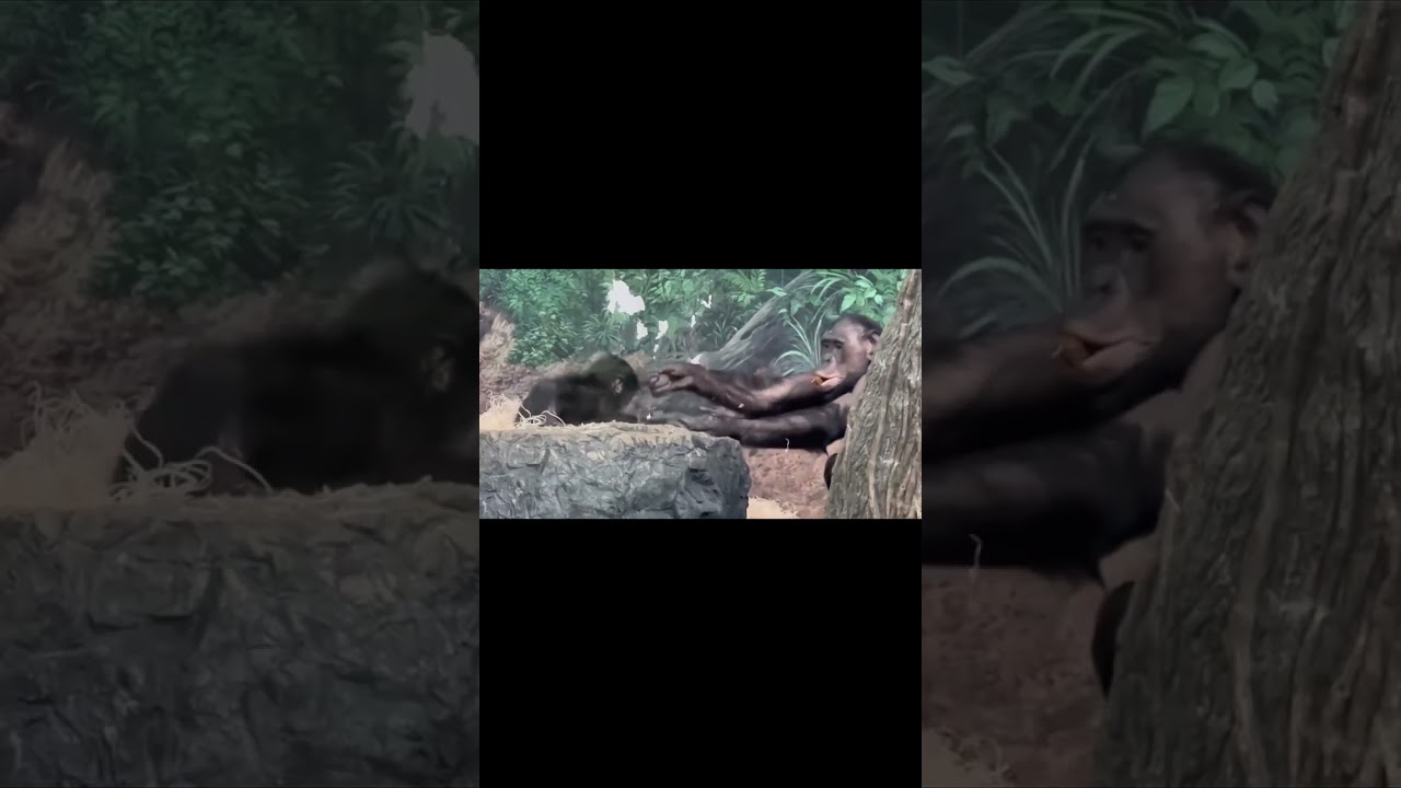 Loving mom bonobo takes gentle care of her tiny baby