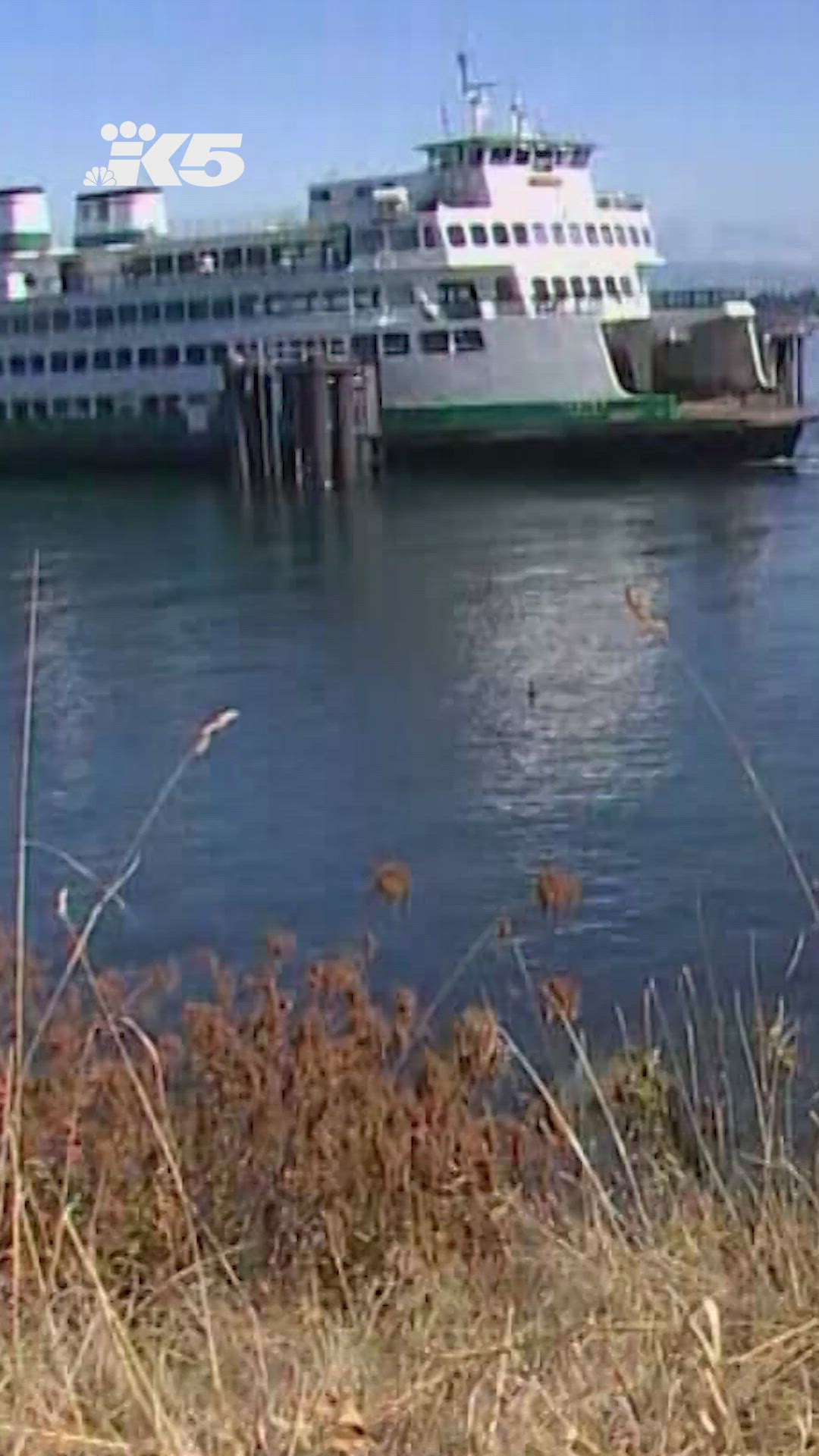 Leashed dogs now allowed on all Washington ferries