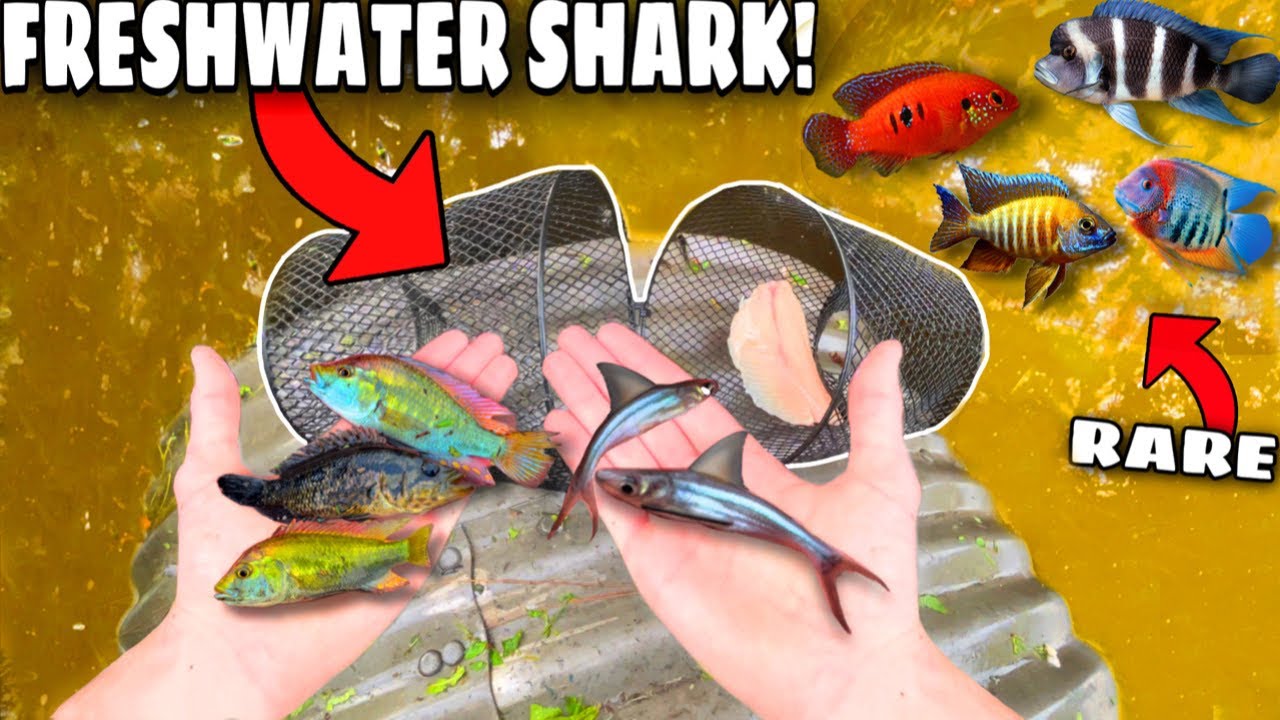 This Tiny Creek Is Packed With Wild Aquarium Fish - Including ...